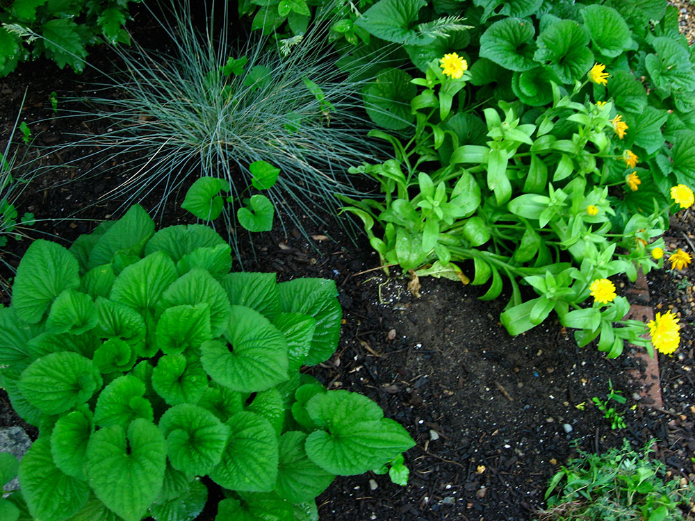 Calendula officinalis | Flora Verdura | A resource for herbalist ...