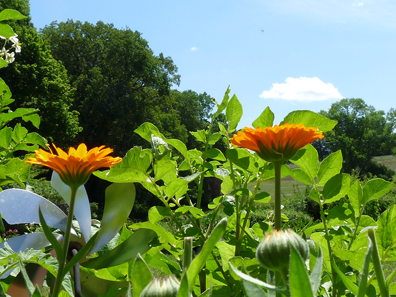 Calendula officinalis | Flora Verdura | A resource for herbalist ...