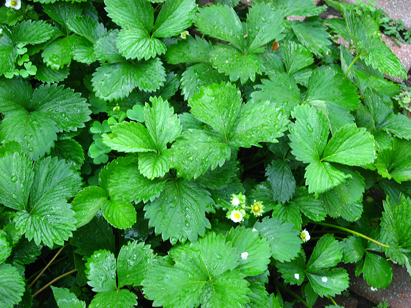 TOP 10 edible plants for New England Gardens | Flora Verdura | A ...