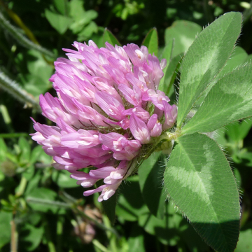 Eight Herbal Plant Families | Flora Verdura | A resource for herbalist ...